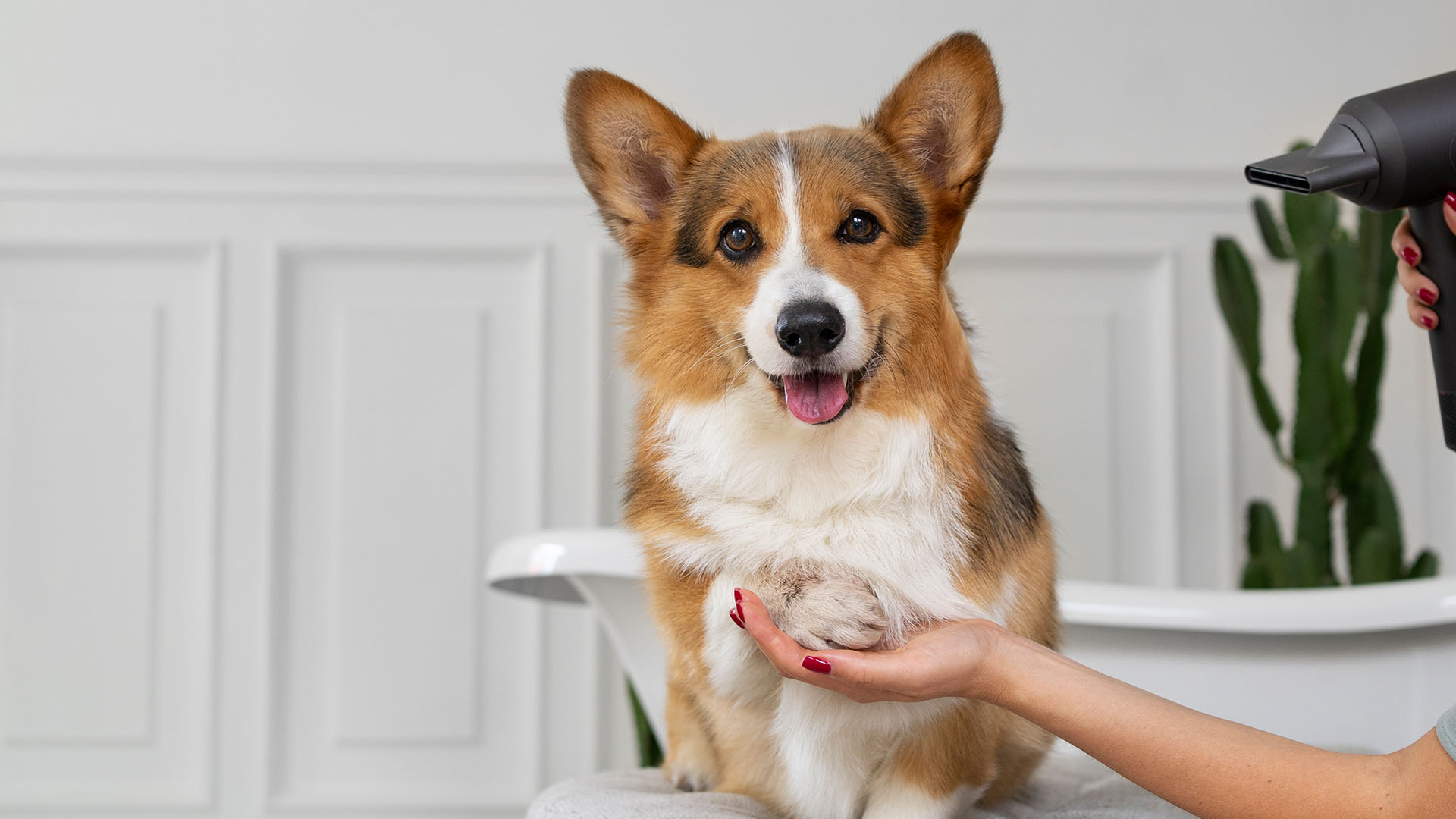 Pet Spay/Neuter In Wildomar, CA 92595 | Golden Coast Veterinary Care